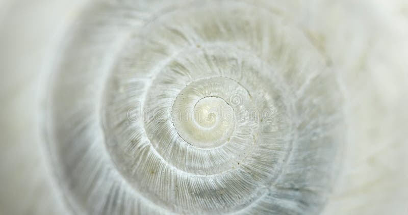 White Circular Shell Closeup of Small Snail Stock Photo - Image of ...