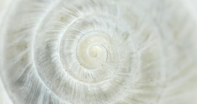 Circular sea shell stock image. Image of abstract, gold - 87667381