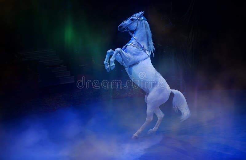 A White Circus Horse Performs in the Circus Arena Stock Photo - Image ...