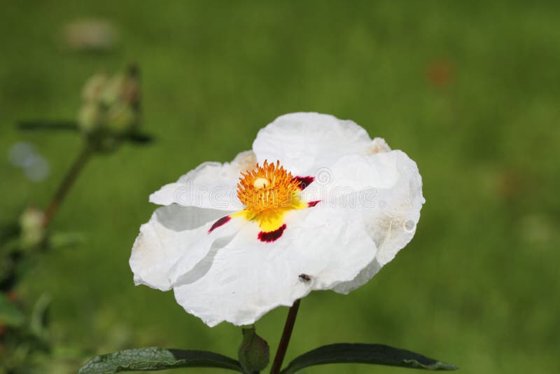 White cistus stock image. Image of bloom, full, perennial - 41220739