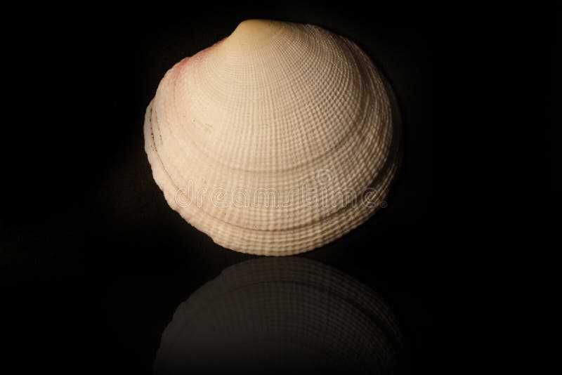 Front View of Shell on Side Stock Image - Image of white, shell: 40956133
