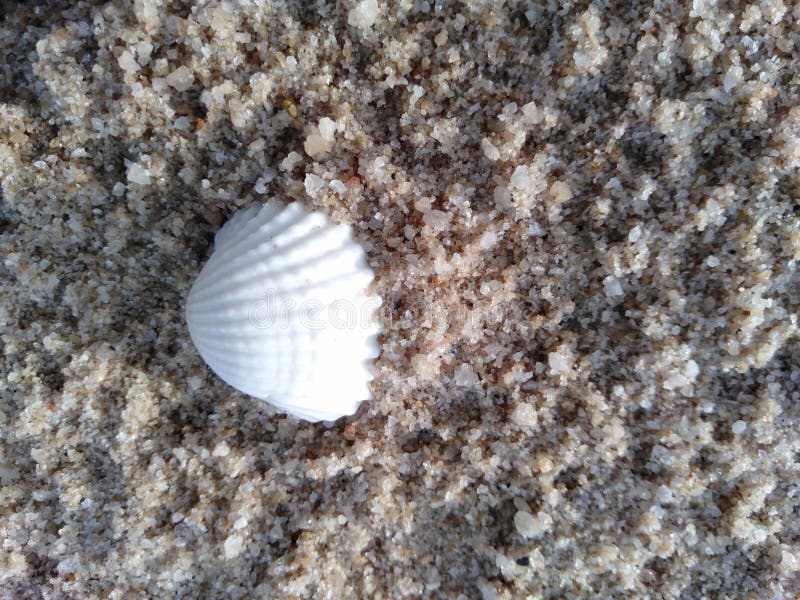 White Shells on the Beach Sand during the Day Stock Image - Image of ...