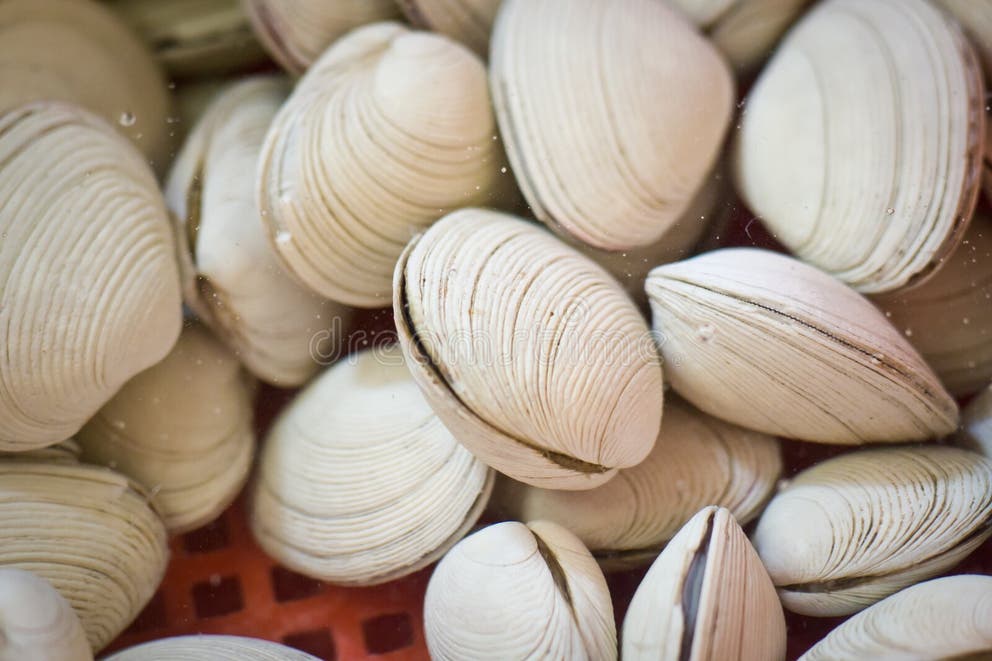 White clams stock photo. Image of fish, cook, food, cooked - 24291368