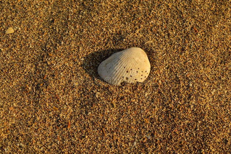 White Clamshell on Beach Sand Stock Photo - Image of shore, water ...