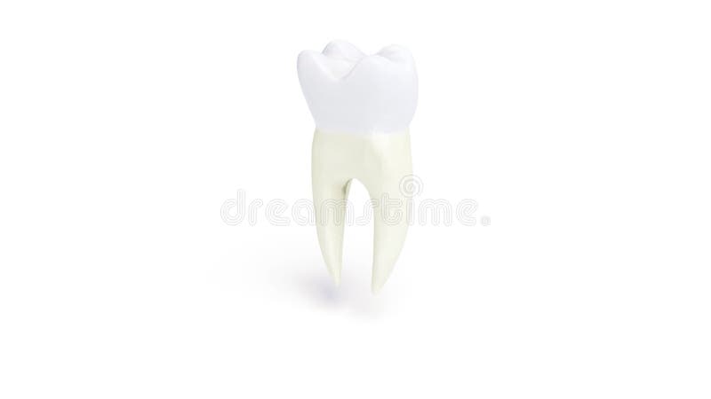 White Clear One Tooth on White Bg 3d Render Stock Illustration ...