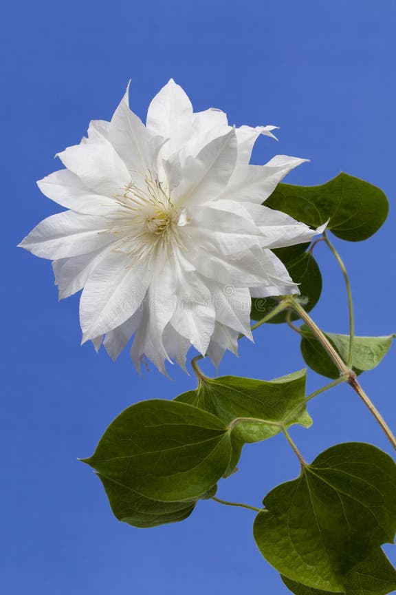 White Clematis stock photo. Image of clematis, leaves - 15157196