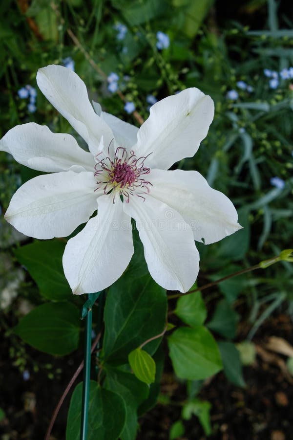 White Clematis Flower in the Garden Stock Photo - Image of nature ...