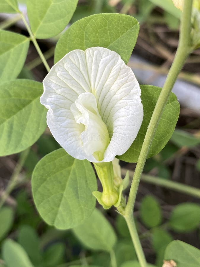 White Clitoria Ternatea Flower in the Garden Stock Photo - Image of ...