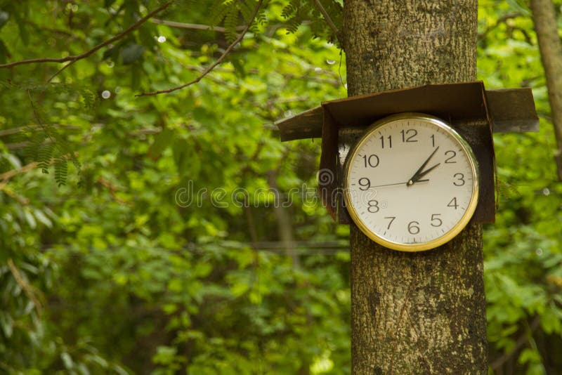 White Clock Hanging on the Tree Stock Image - Image of front, branch ...