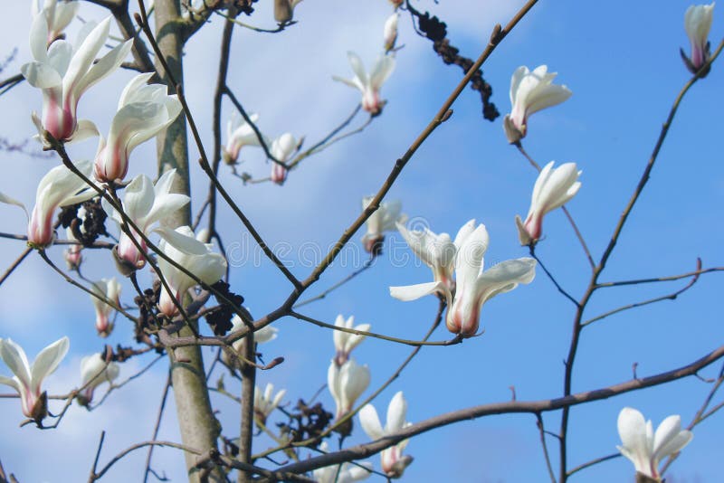 Magnolia Tree Blossoming Closeup Stock Photo - Image of sunny, closeup ...