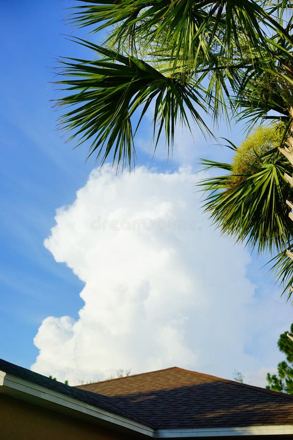 White cloud and tree stock image. Image of foot, habitat - 98157417