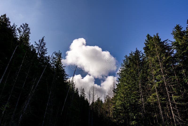 3,382 Triangle Forest Photos - Free & Royalty-Free Stock Photos from ...