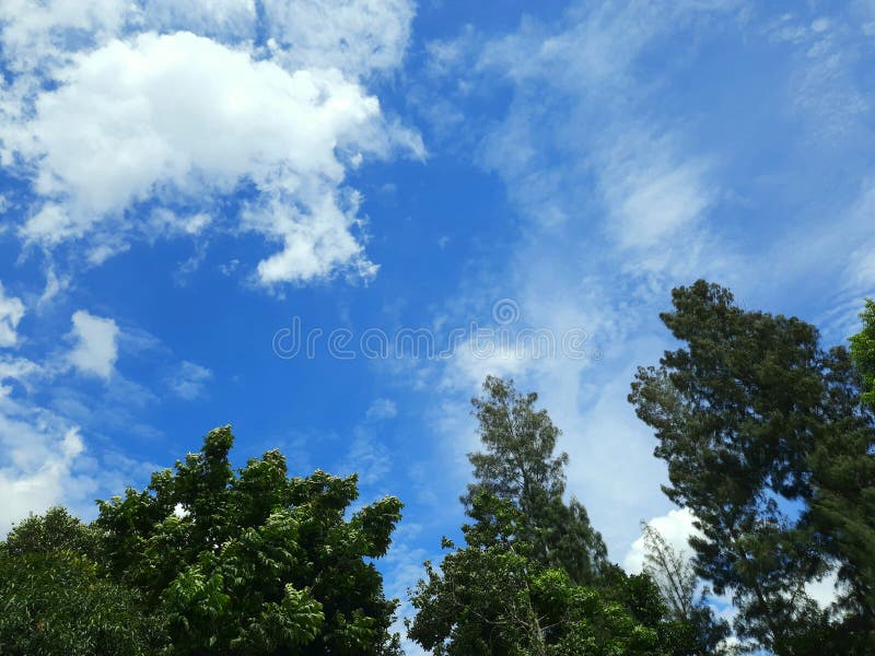 White Clouds and Blue Sky Above the Trees Stock Photo - Image of view ...