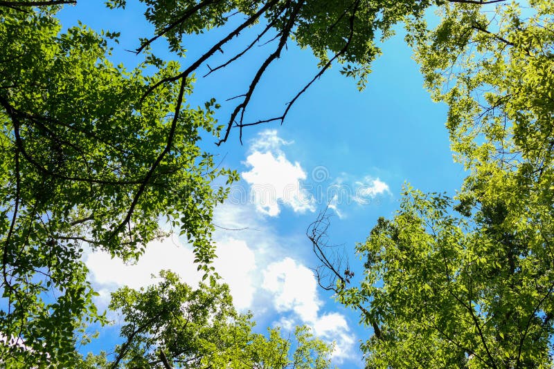 Blue Skies Over Tree Tops Picture. Image: 83018031