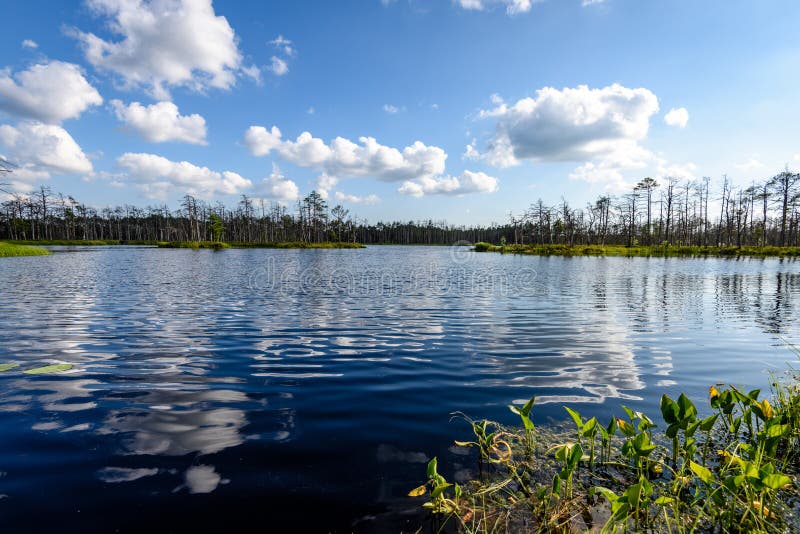 White Clouds on the Blue Sky Over Forest Lake Stock Photo - Image of ...