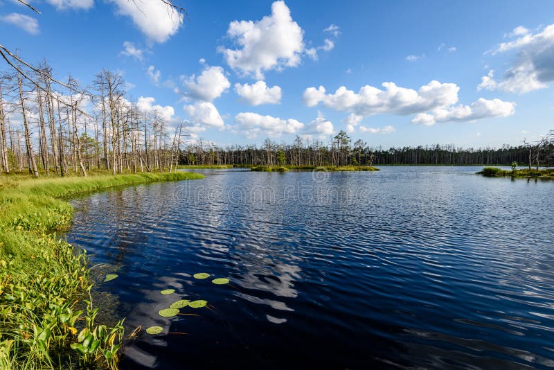 White Clouds on the Blue Sky Over Forest Lake Stock Image - Image of ...