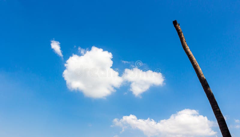 Dead coconut tree was cut stock image. Image of plant - 38628117