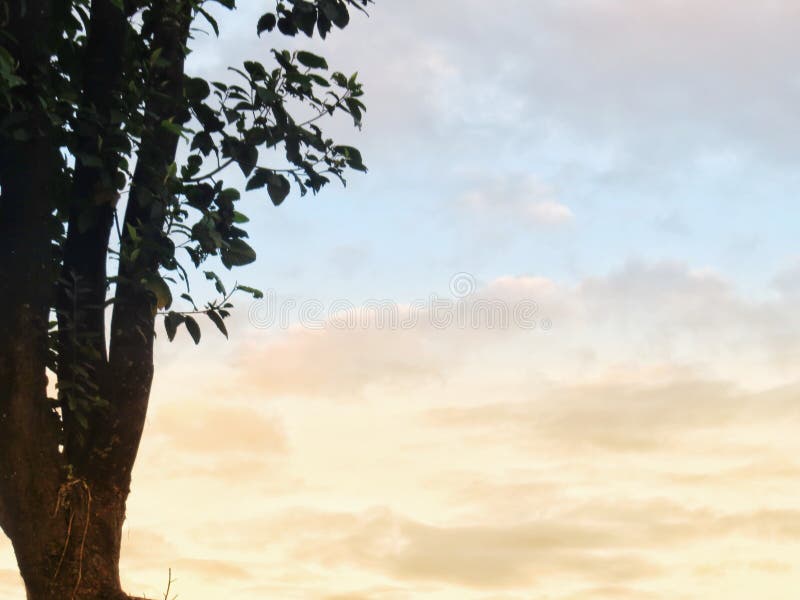 White Cloudy Sky Space for Text with a Tree in Left Side Stock Photo ...