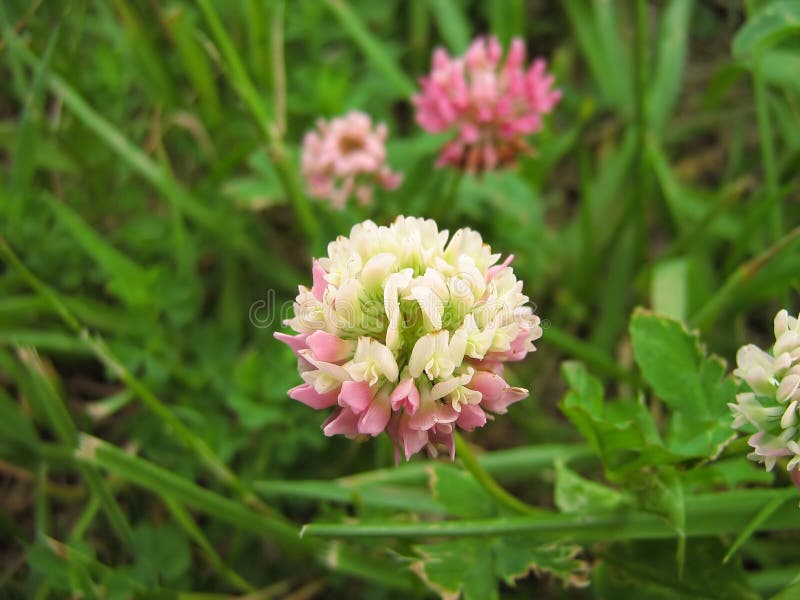 White Clover stock photo. Image of colour, blossoming - 21200698