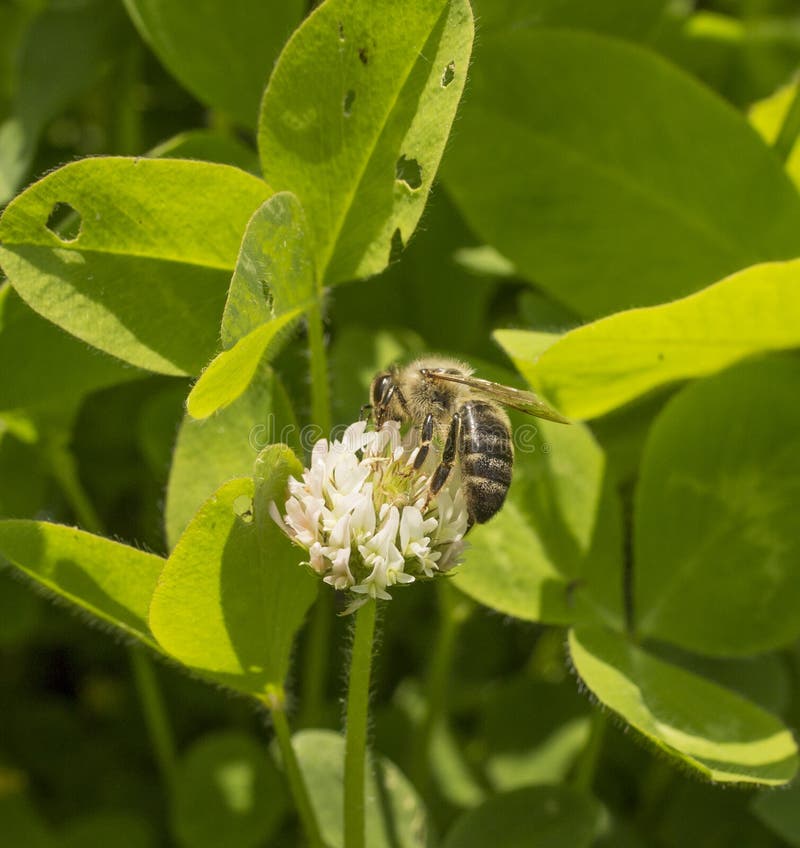 White clover and bee stock photo. Image of nectar, grass - 43561834