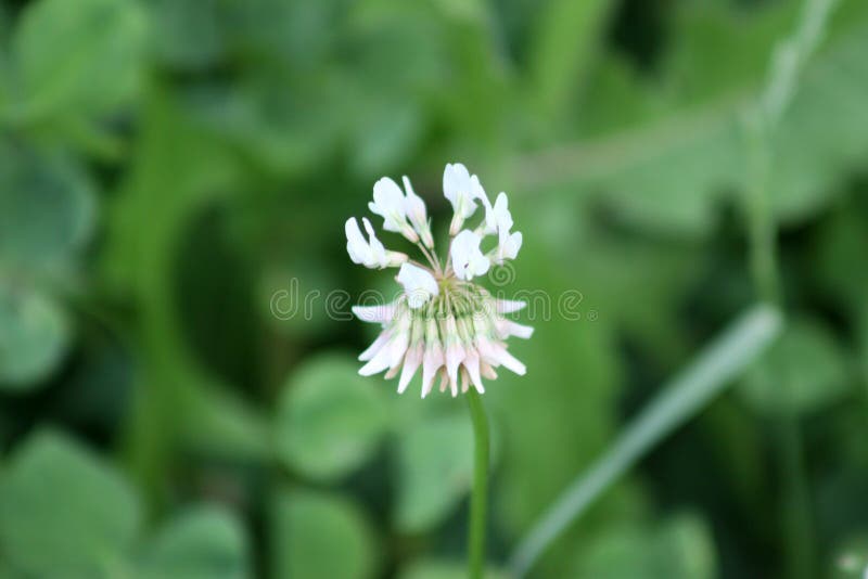 White Clover in Bloom Closeup View with Selective Green Background ...