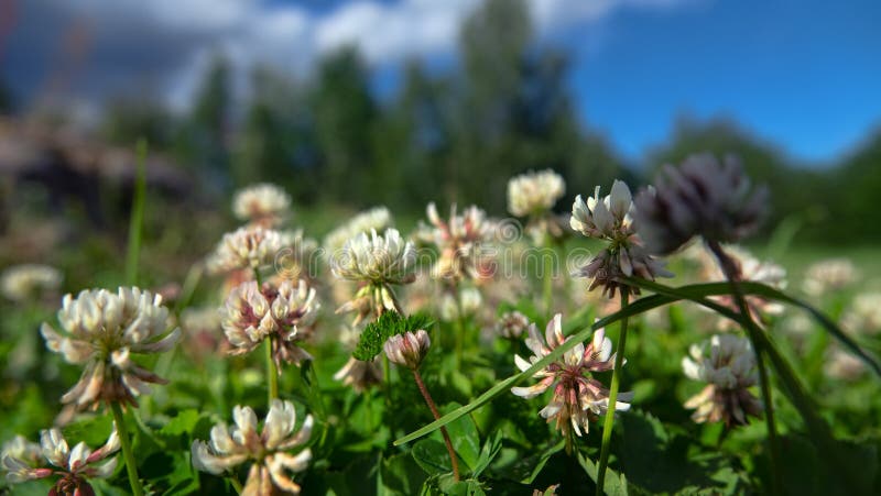 White Clover on the Edge of the Field Stock Image - Image of forage ...