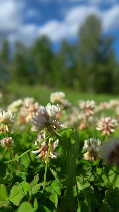 White Clover on the Edge of the Field Stock Photo - Image of ecosystems ...