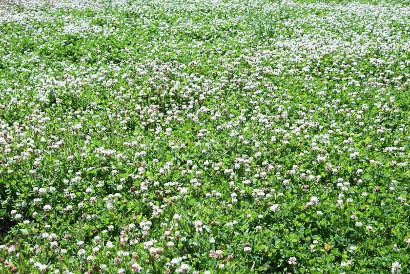 White clover stock photo. Image of flower, japan, green - 147522950