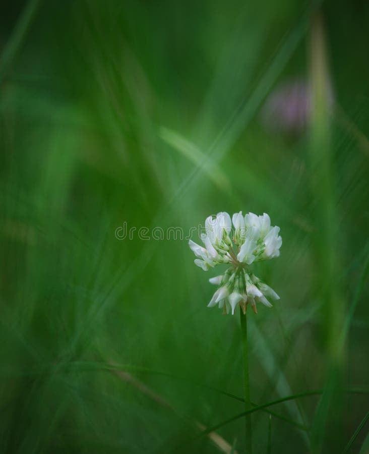 A White Clover Flower in the Grass Stock Photo - Image of florist ...