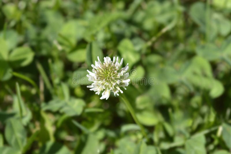 White clover stock photo. Image of brown, close, shamrock - 239637144