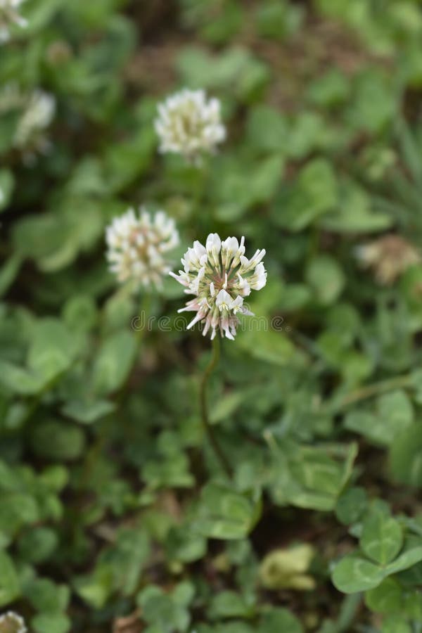 White clover stock image. Image of clover, flower, botany - 321772617
