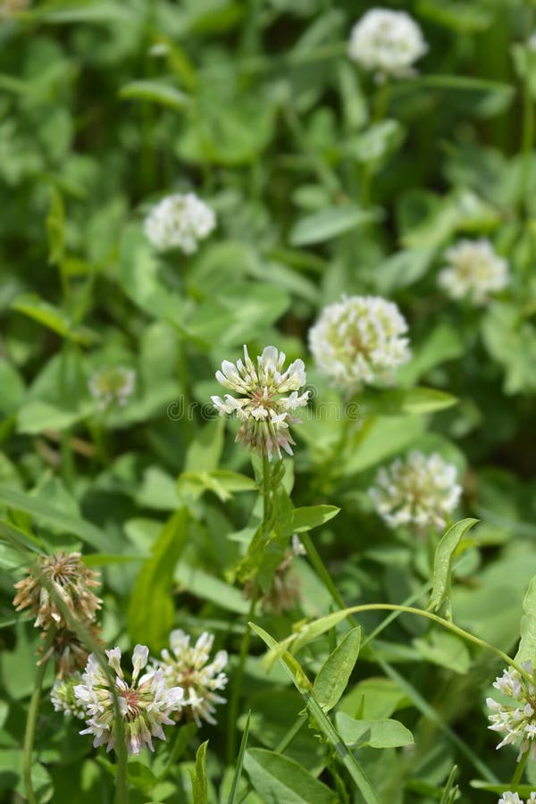 White clover stock photo. Image of botany, clover, outdoors - 328834370