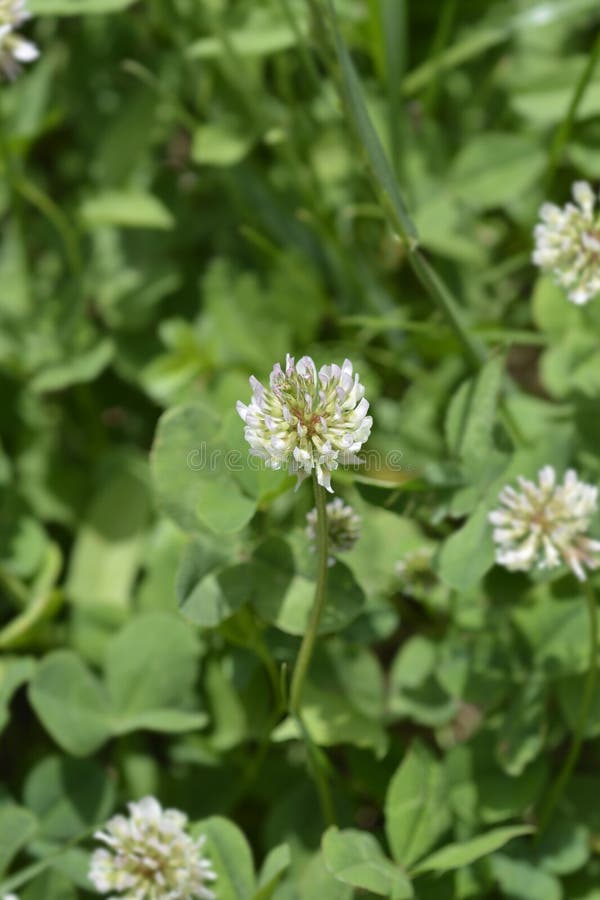 White clover stock photo. Image of close, summer, leaf - 349020598