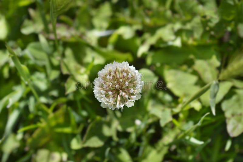 White clover stock image. Image of flower, clover, plant - 357344803