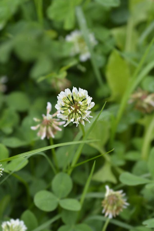 White clover stock image. Image of triforia, nature - 376766269