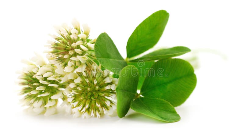White clover flowers stock photo. Image of closeup, bouquet - 153500078