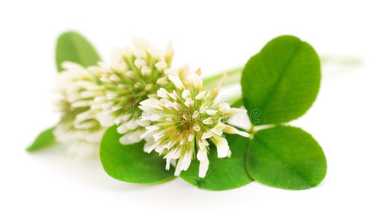White clover flowers stock image. Image of isolated - 169162025