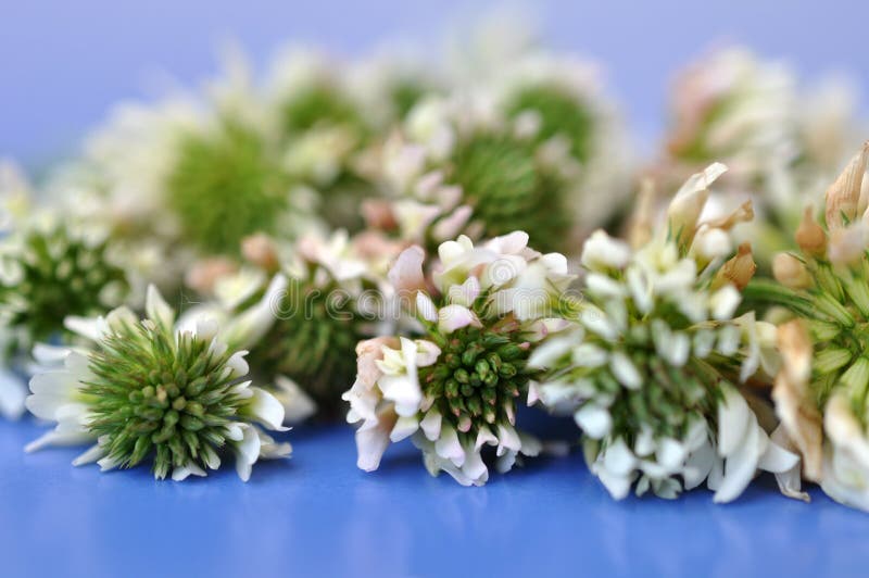 White Clover Flowers on Blue Background Stock Image - Image of clover ...