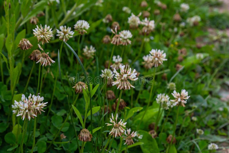 White Clover Flowers among the Grass. Trifolium Repens Stock Photo ...