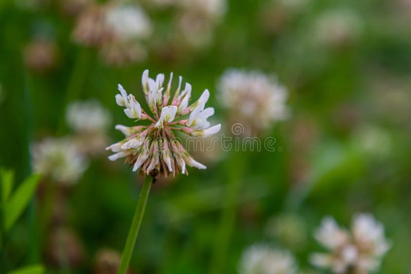 White Clover Flowers among the Grass. Trifolium Repens Stock Image ...