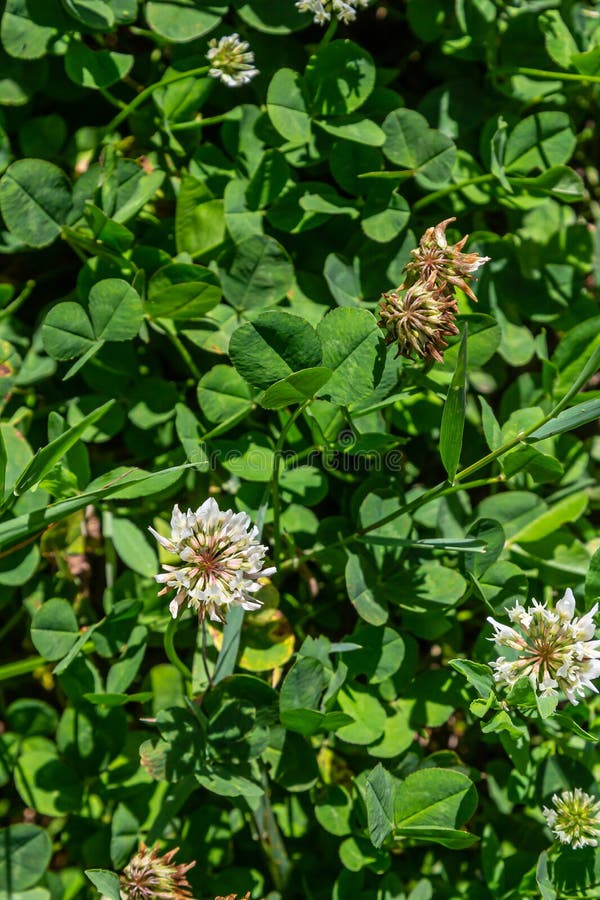 White Clover Flowers among the Grass. Trifolium Repens Stock Photo ...