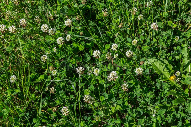 White Clover Flowers among the Grass. Trifolium Repens Stock Photo ...