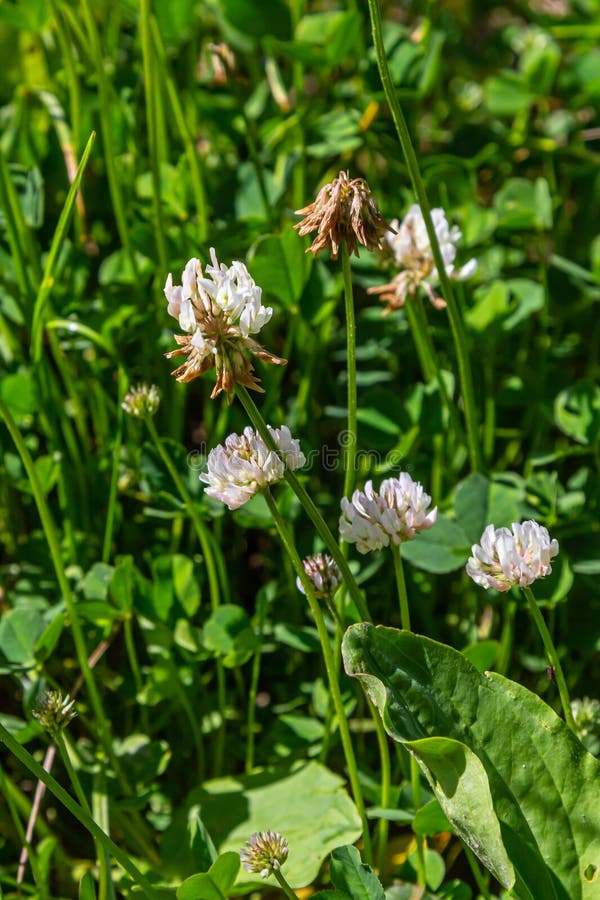 White Clover Flowers among the Grass. Trifolium Repens Stock Photo ...