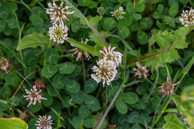 White Clover Flowers among the Grass. Trifolium Repens Stock Image - Image of field, natural ...