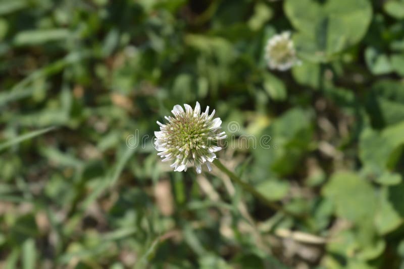 White clover stock image. Image of ladino, plant, botany - 183322045