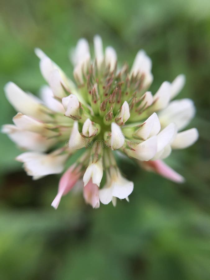 White clover stock photo. Image of single, white, clover - 70710360