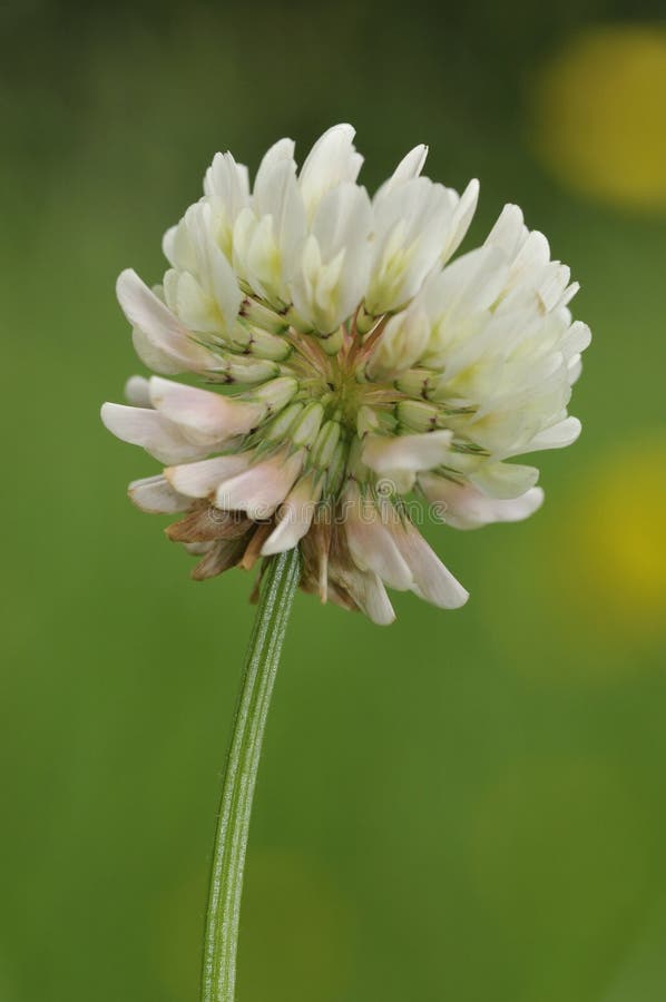 White Clover stock image. Image of grassland, england - 93812131