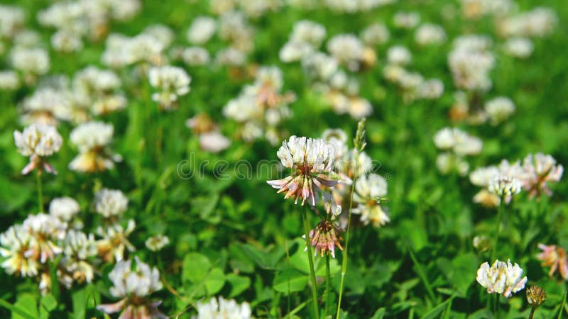 Trifolium Repens, White Clover, a Herbaceous Perennial Plant in the ...
