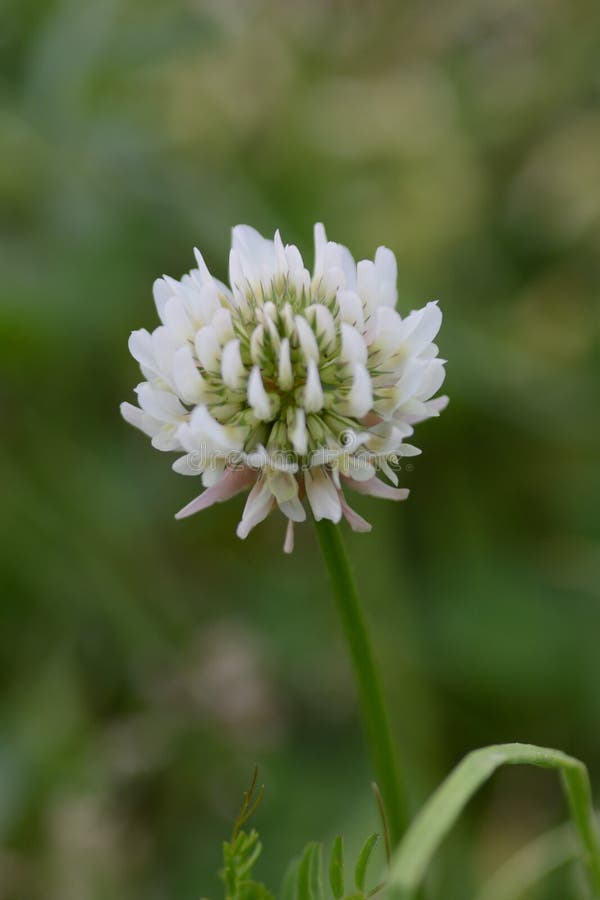 White clover stock image. Image of close, petal, flora - 114584375