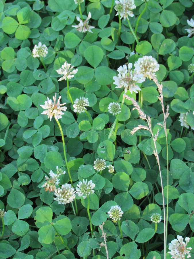 White clower stock photo. Image of clover, leaves, summer - 95104348